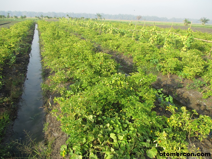 Sekilas Foto: Panen Cabe/Lombok di Kampung (Mudik 2015) – Mercon Motor